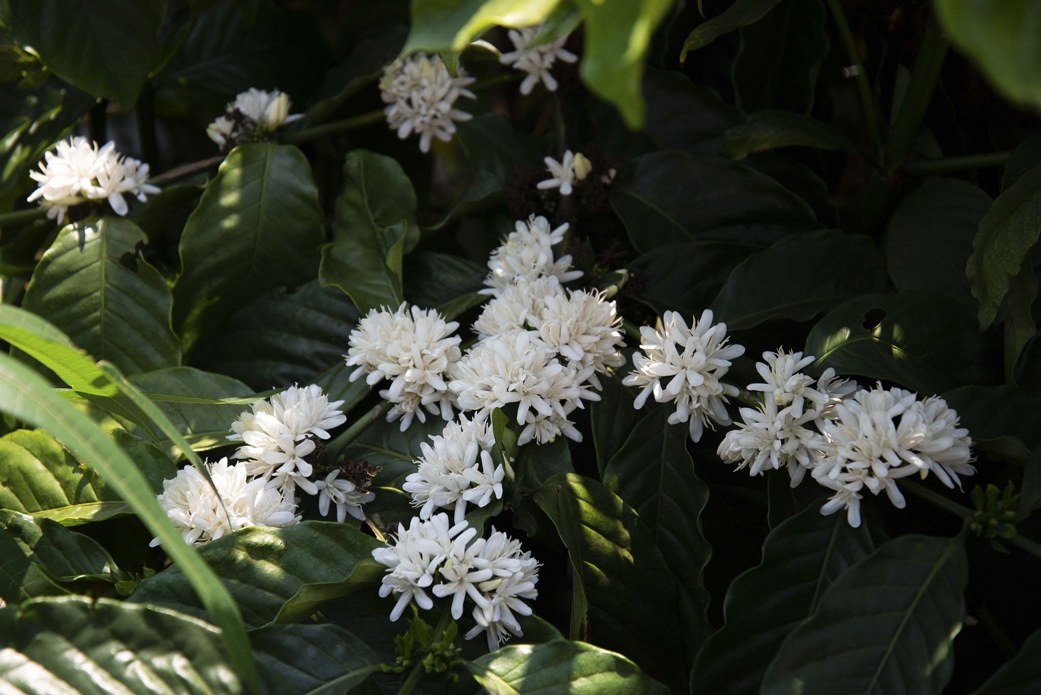 Hoa cà phê - Coffee Đất Việt